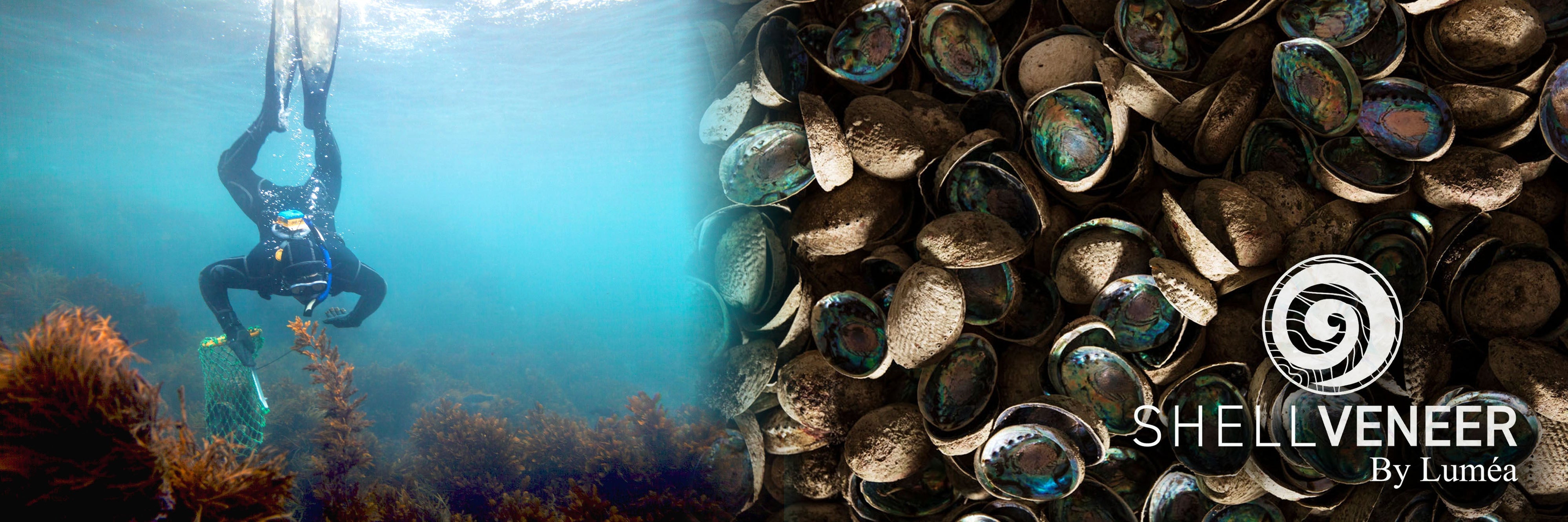 Shell Veneer — Craft Closet